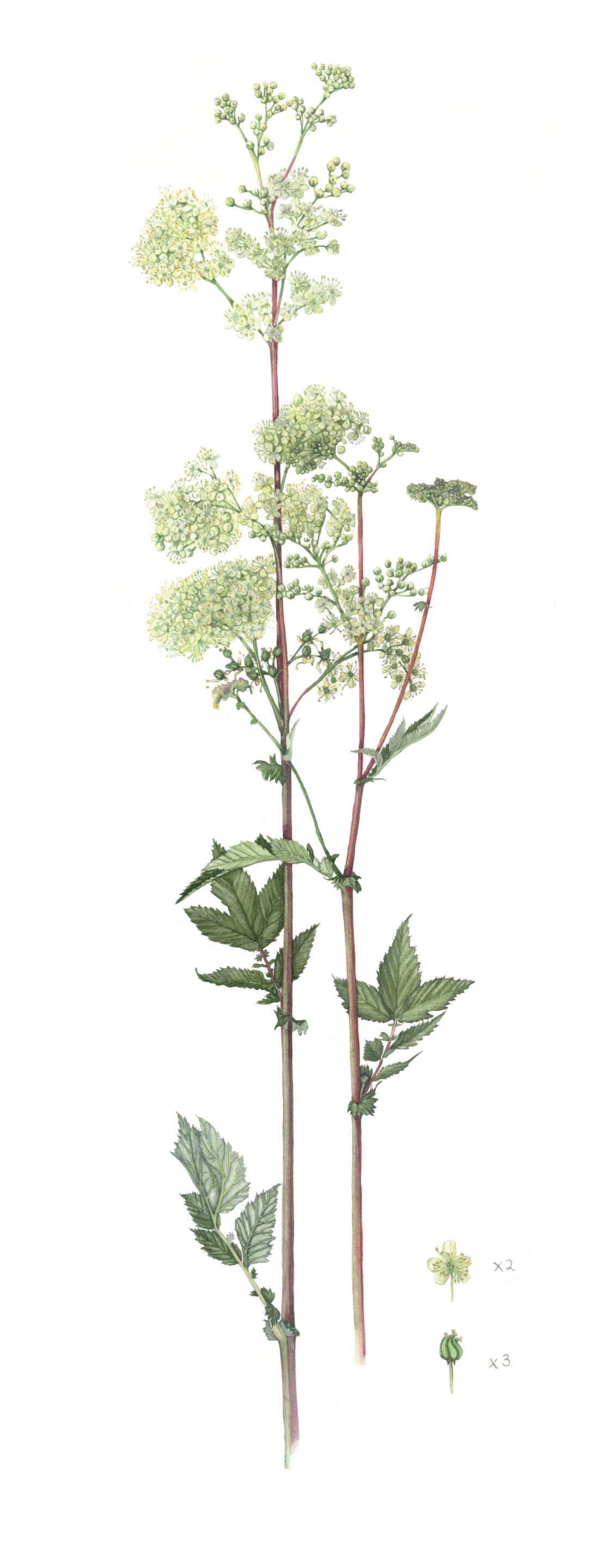 Artistic License: Drawn From Nature, Irish Botanical Art - The Gloss ...