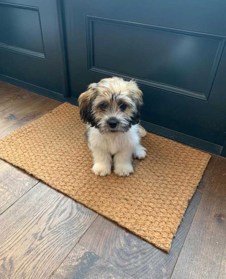 The-Gloss-Magazine-Volvo-Amy-Huberman-Phoebe-Dog - The Gloss Magazine