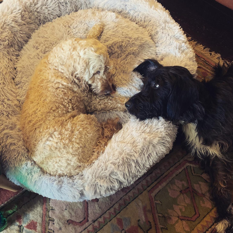 #GlossyDogs: Why Happiness Really Is A Warm Puppy - The Gloss Magazine