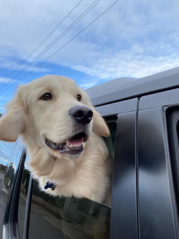 Glossy Dogs Tell Us How They Spent Their Summer Holidays - The Gloss ...