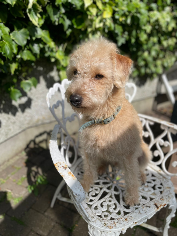 Glossy Dogs Tell Us How They Spent Their Summer Holidays - The Gloss ...