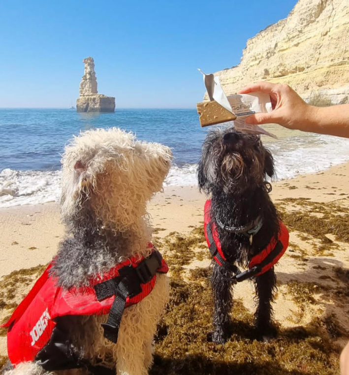 Glossy Dogs Tell Us How They Spent Their Summer Holidays - The Gloss ...