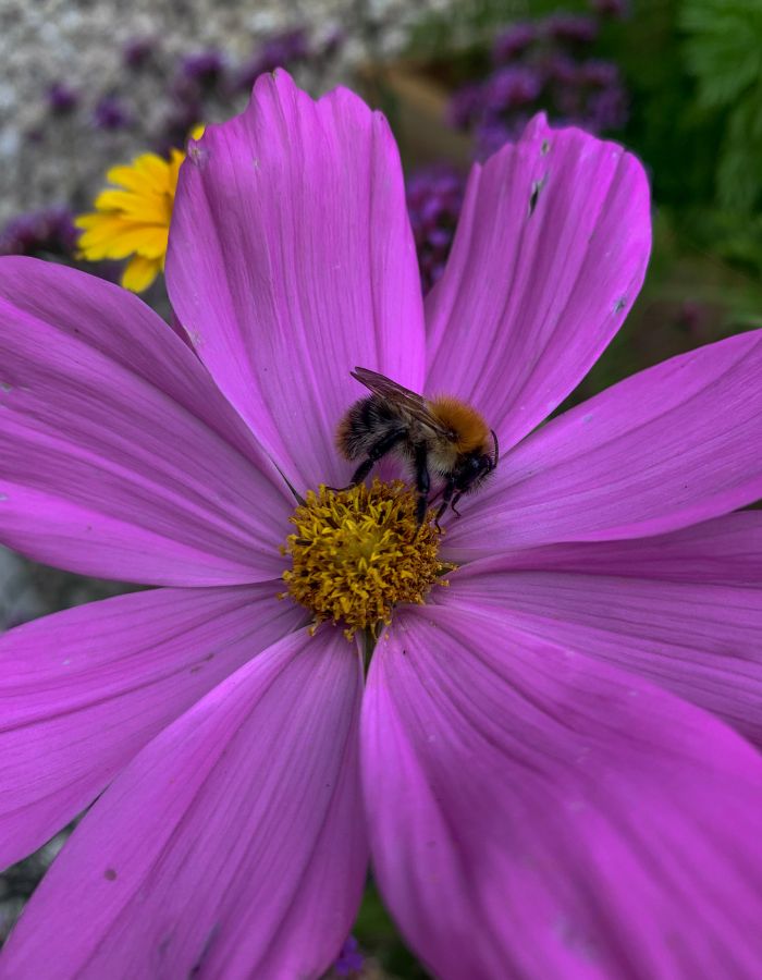 Catherine Carton purple flower - The Gloss Magazine